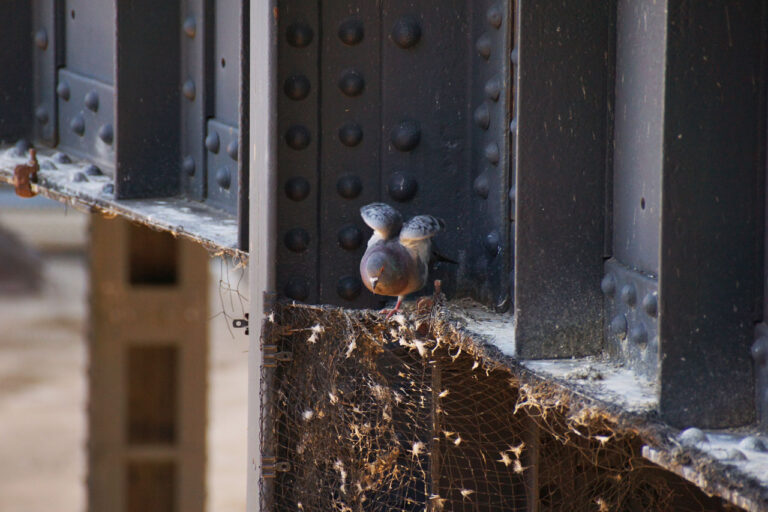 LivinTheHighLine.com; chronicles of High Line Park NYC