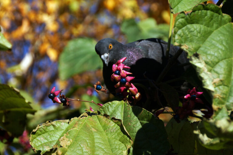 LivinTheHighLine.com; chronicles of High Line Park NYC
