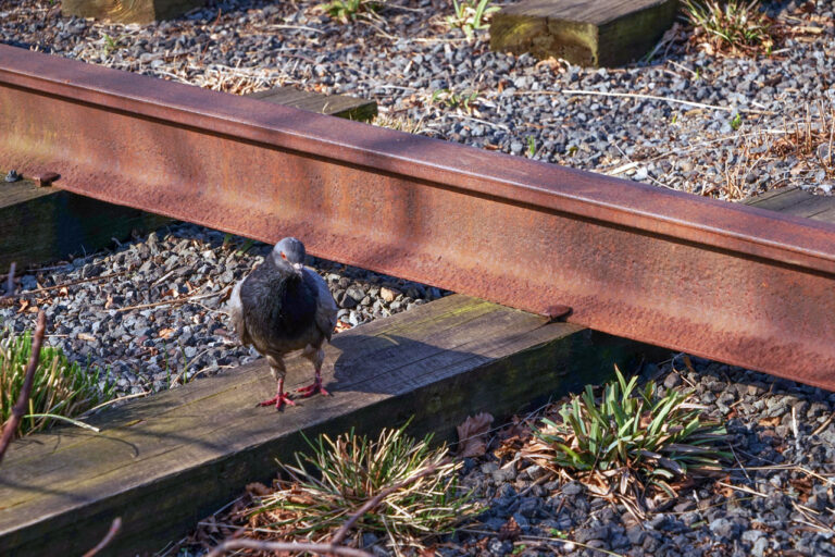 LivinTheHighLine.com; chronicles of High Line Park NYC