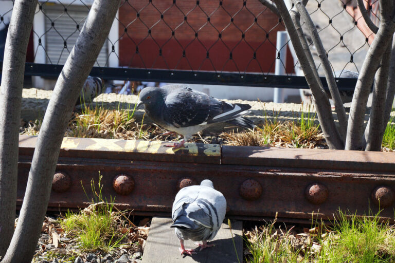 LivinTheHighLine.com; chronicles of High Line Park NYC