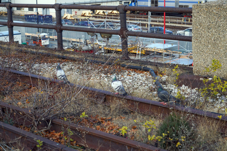 LivinTheHighLine.com; chronicles of High Line Park NYC