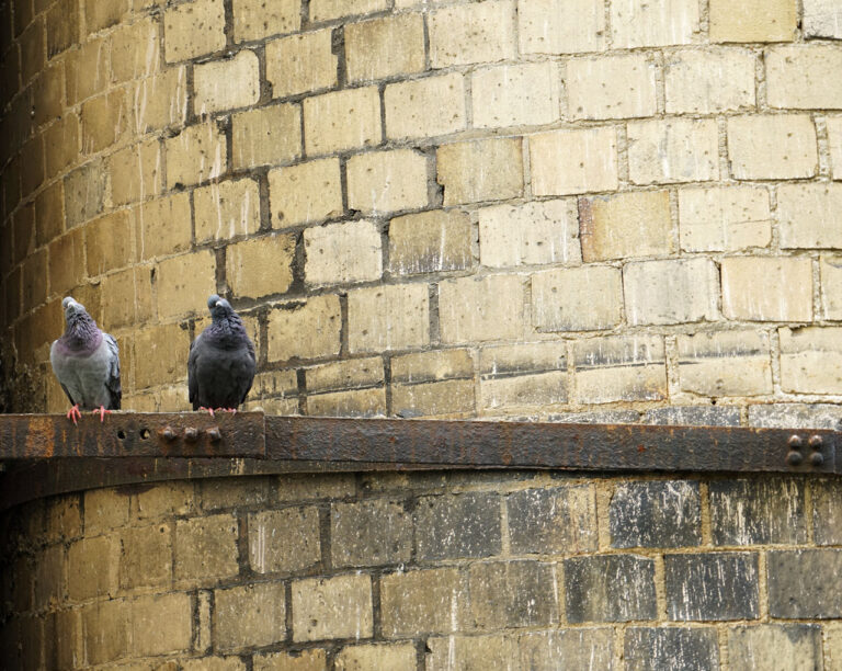 LivinTheHighLine.com; chronicles of High Line Park NYC
