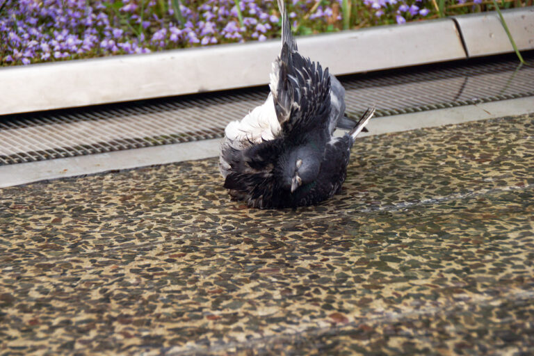 LivinTheHighLine.com; chronicles of High Line Park NYC