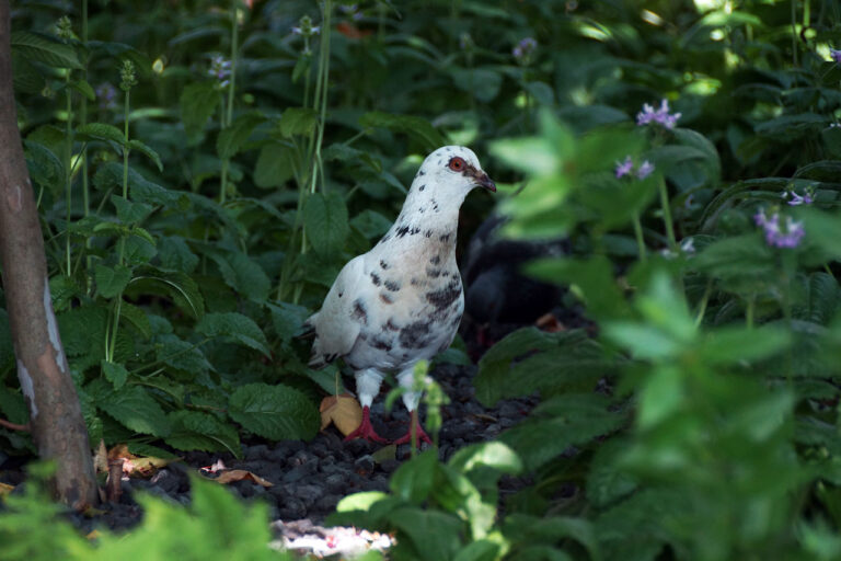 LivinTheHighLine.com; chronicles of High Line Park NYC